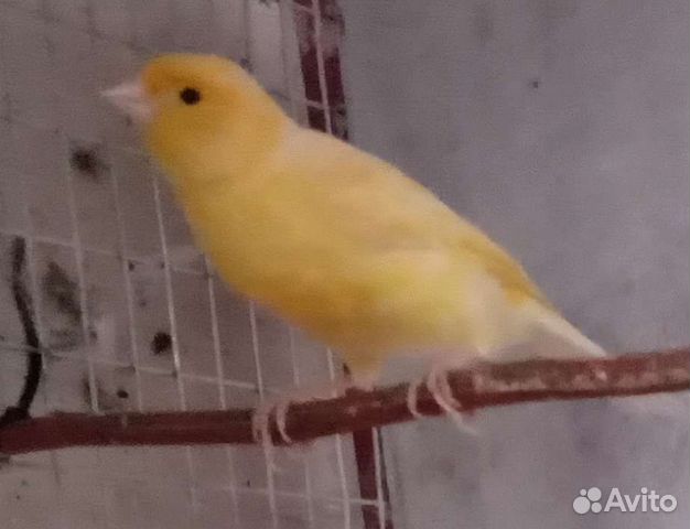 Кенар лимонный