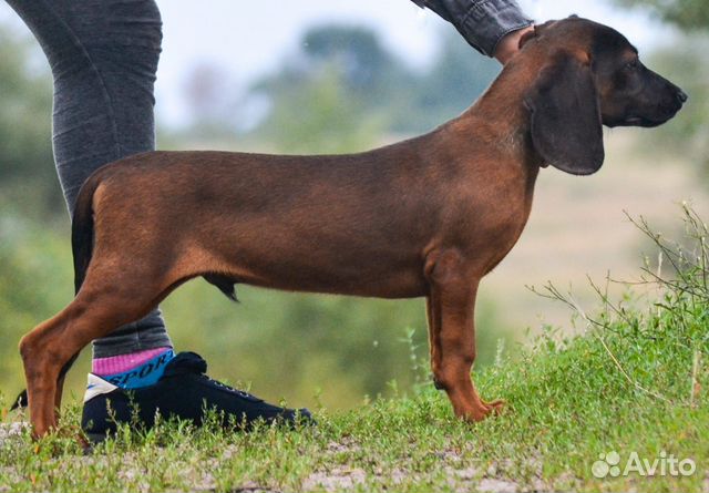 Щенки Баварской горной гончей