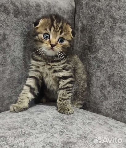 Британские, мраморные, котята