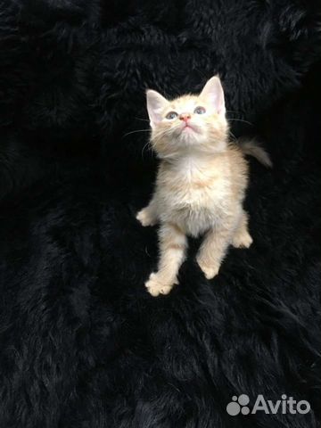 Кошечка Злата