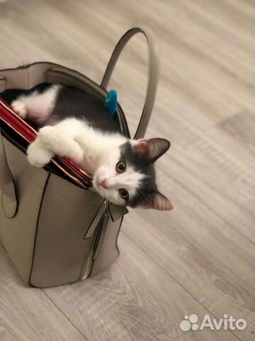 Кошка в дар бесплатно