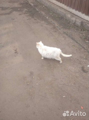 Спасите домашнюю агнорскую белую кошку
