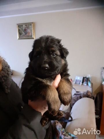 Щенки немца