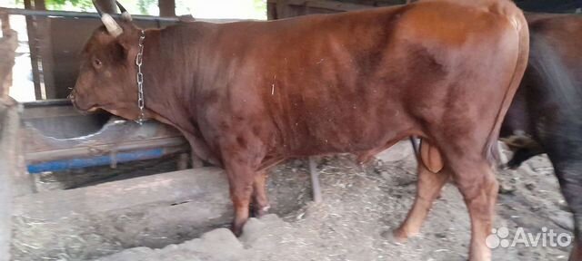 Бычки и быки на мясо