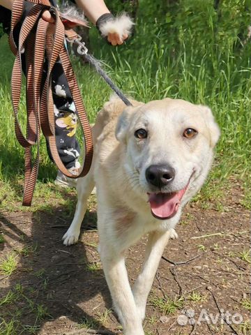 Щенок 11 месяцев в добрые руки