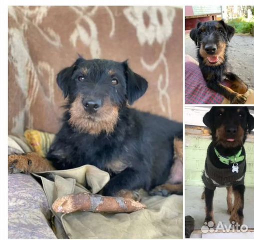 Убежала собака