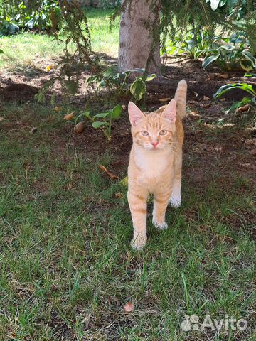 Рыжик - котик