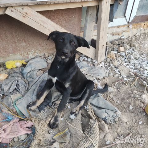 Щенок 4 месяца