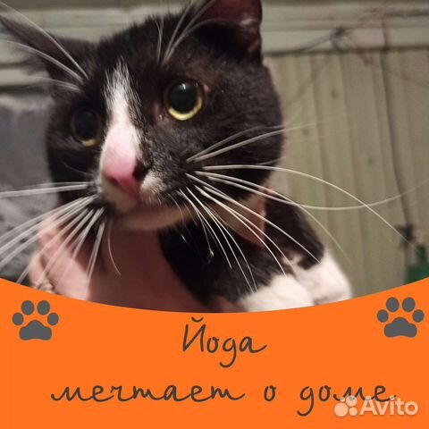 Котенок подросток Йода ищем дом
