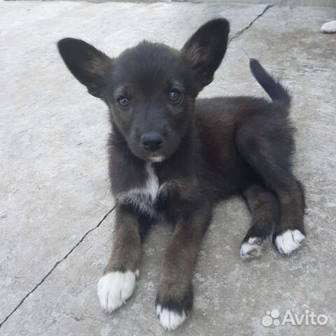 Щенок хаски в добрые руки