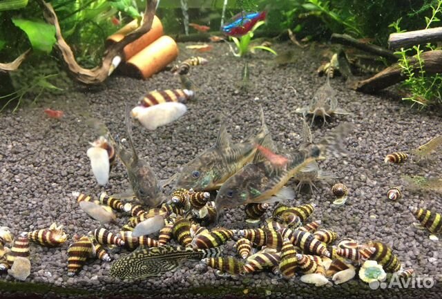 Хелена-хищная улитка