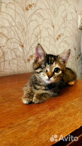 Бусинка ищет дом