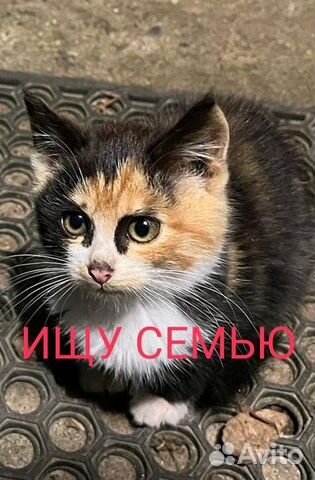 Котенок искорка, около 2-х мес., трёхцветочка