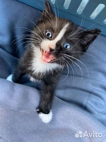 Котенок мальчик 1мес