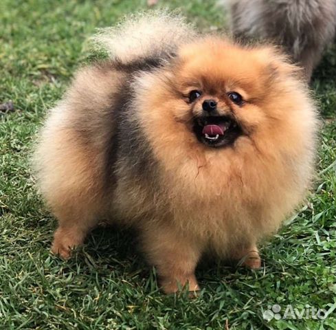 Микро 6мес. 1кг счастья