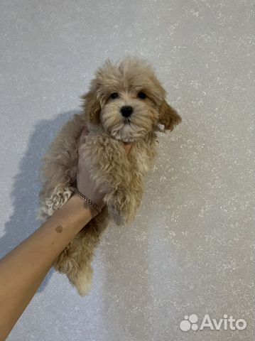 Мальтипу Ф1 шикарный карамельный мальчик