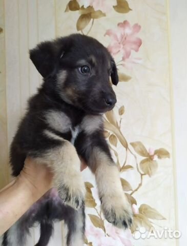 Щеночек Коржик