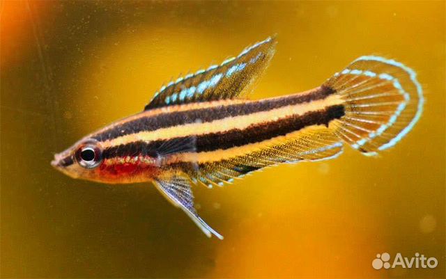 Рыбки Гурами лакричный 3см