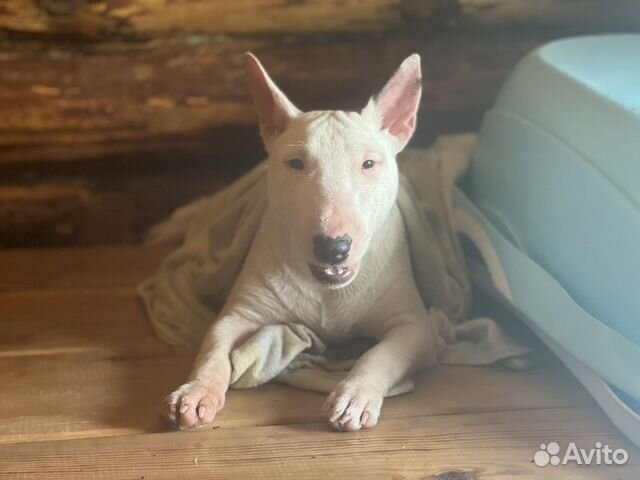 Миниатюрный бультерьер