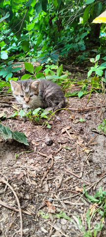 Безомный котенок ищет дом