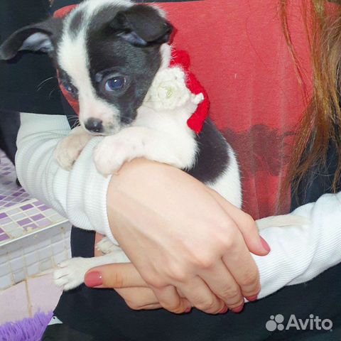 Кукольный минюшка чихуахуа