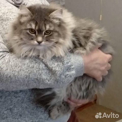 Сибирские котята запись на март-апрель