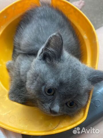 Британские котята