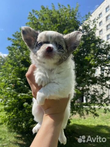 Щенок чихуахуа мраморный