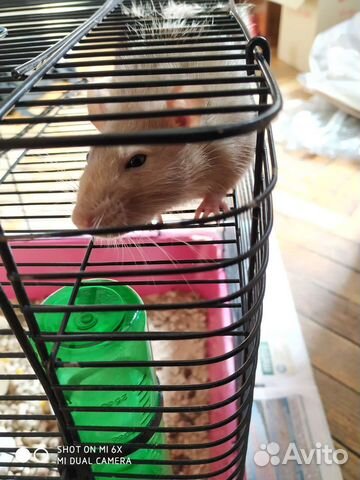 Крысы бесплатно