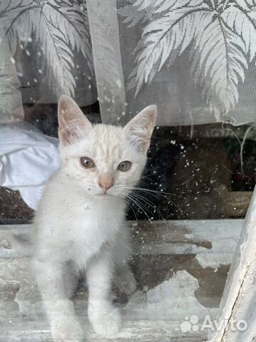Отдам бесплатно котеночка