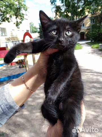 Котик 1,5 -2 мес.хочет Домой