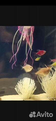 Рыбки тернеция