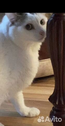 Кот