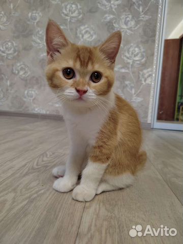 Шотландский котёнок