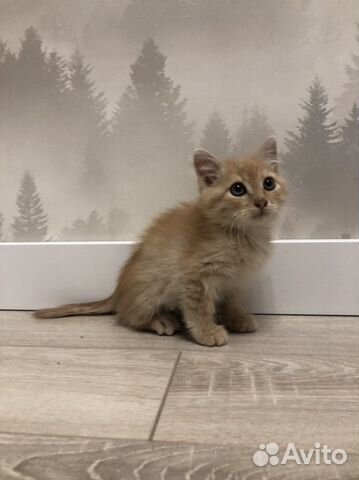 Котёнок