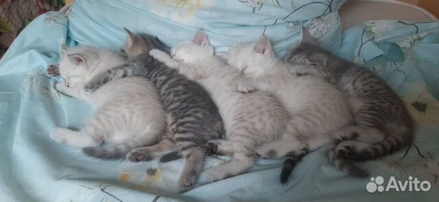 Котята в добрые руки