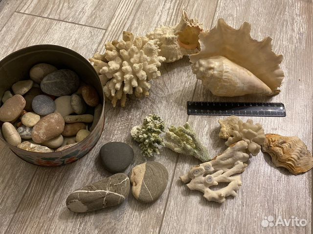 Настоящие кораллы, раковины, морская галька