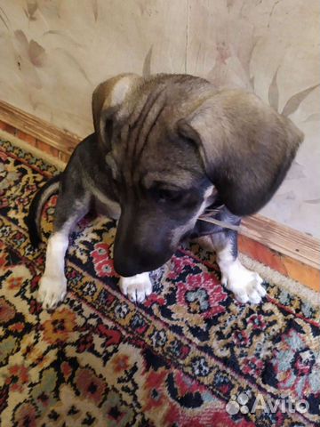 Найдена собака такса