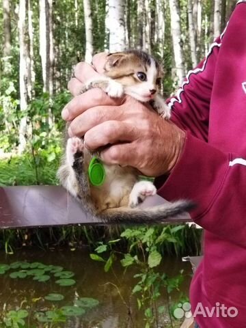 Спасите котосемью