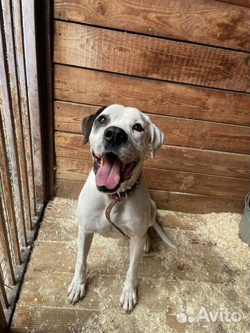 Аргентинский дог