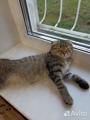 Отдам в добрые руки вислоухого котенка
