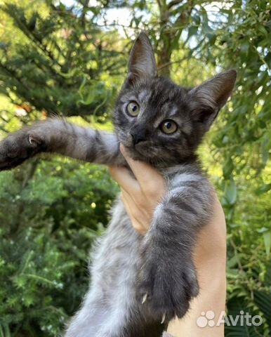 Дымчатый котенок Марсель