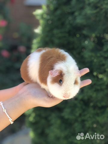 Морская саинка американский тедди