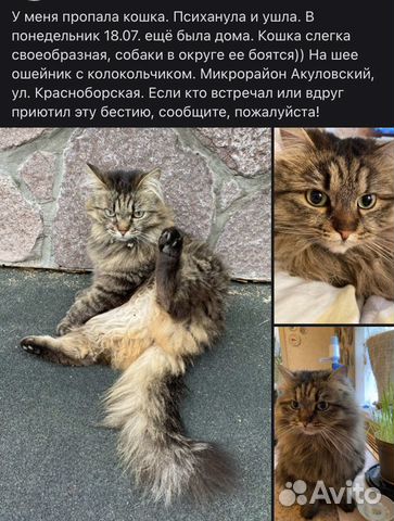 Потерялась кошка