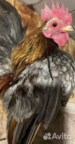 Куры Малазийская Серама