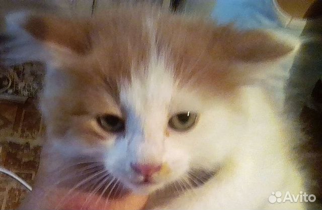 Сибирская кошка