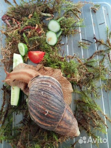 Улитка ахатина взрослая