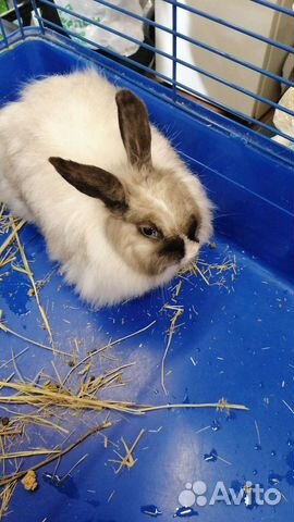Кролик декоративный