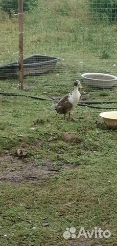 Продам селезня индийского бегунка, 5 мес