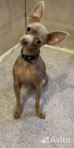 Русский той-терьер вязка